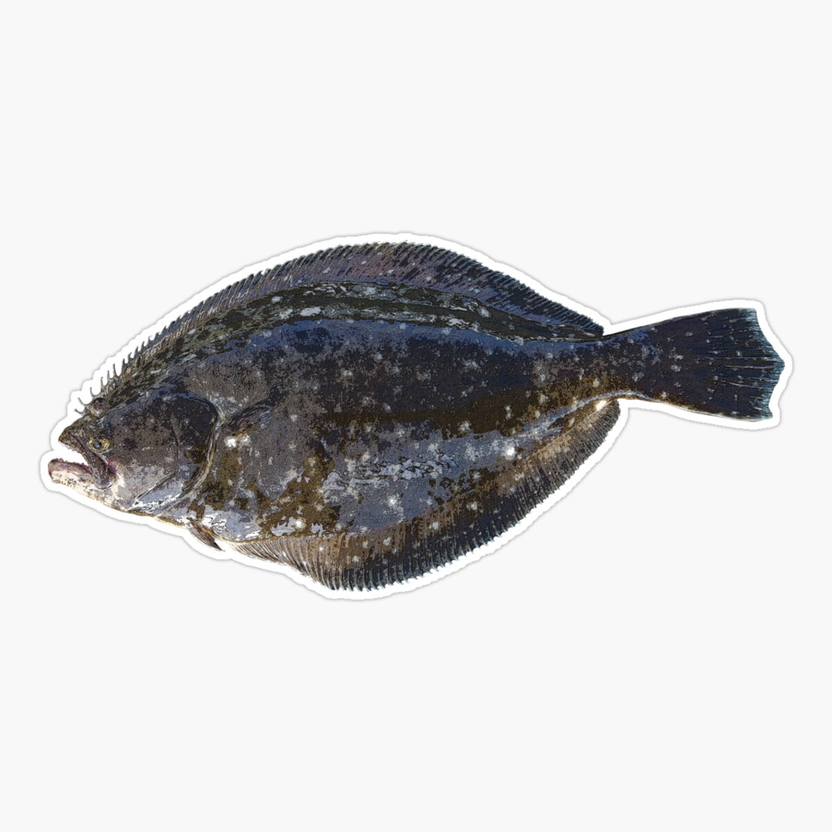 Maneki Summer Flounder (Fluke) Color Print Sticker, Phone Decal Water ...