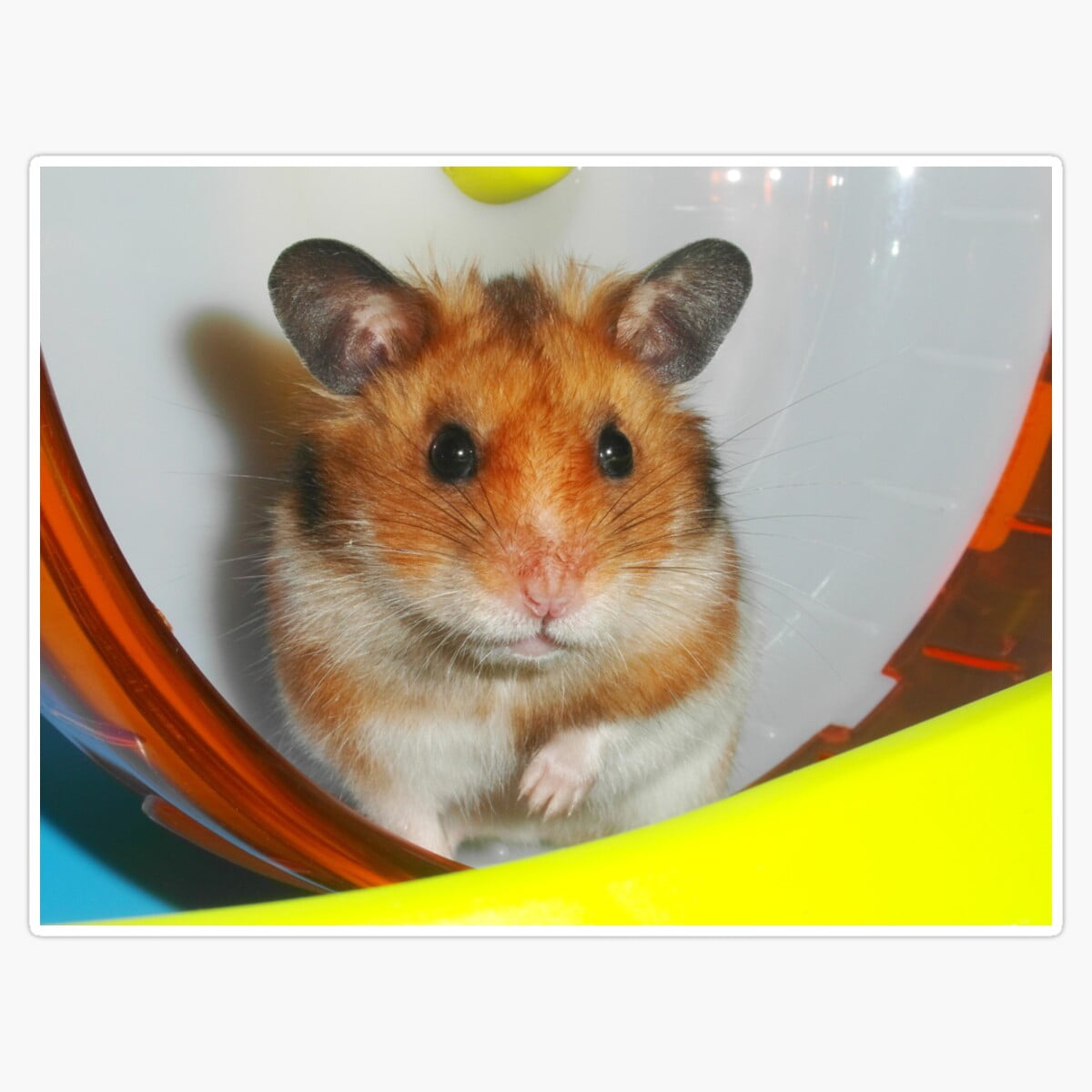 Maneki Syrian Hamster Barney Er, Phone Decal Water Bottle Stickers Car ...