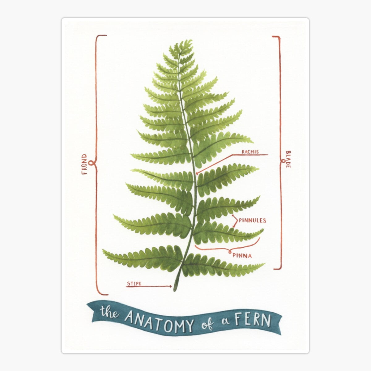 Maneki The Anatomy Of A Fern Sticker, Phone Decal Water Bottle Stickers ...