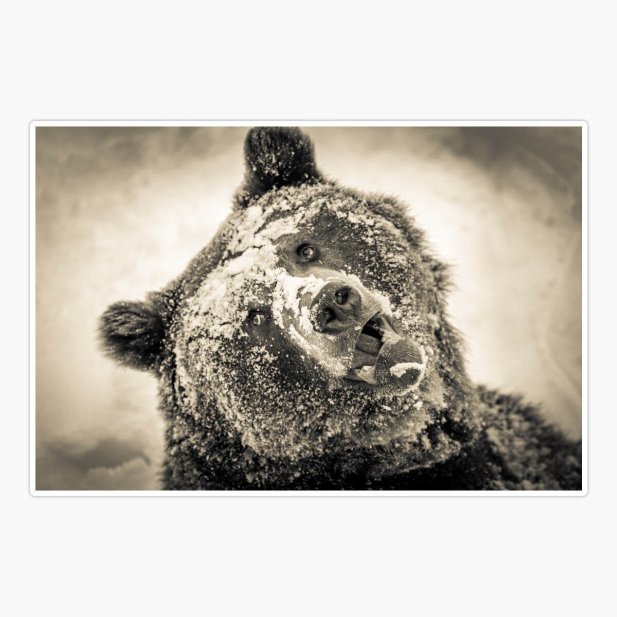 Maneki The Brown Bear In The Snow Sticker, Phone Decal Water Bottle ...