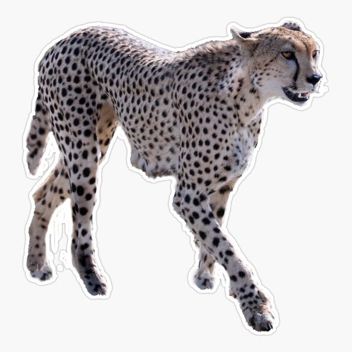 Maneki The Elegance Of The Cheetah Sticker, Phone Decal Water Bottle ...