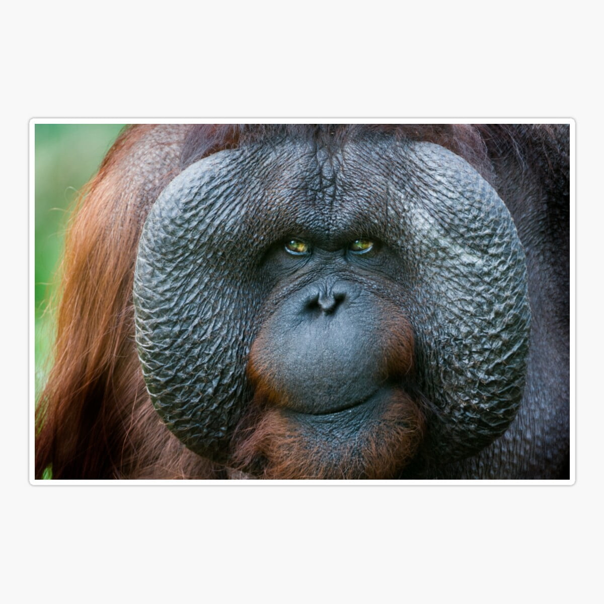 Maneki The Face Of The Old Orangutan Sticker, Phone Decal Water Bottle ...