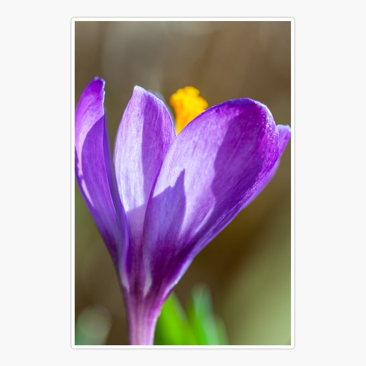 Maneki The Flower Of The Purple Crocus Sticker, Phone Decal Water ...