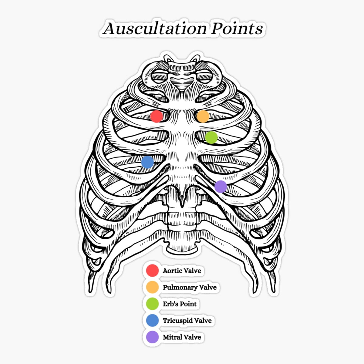 Maneki The Human Ribs, Auscultation Point, Anatomy Er, Phone Decal ...