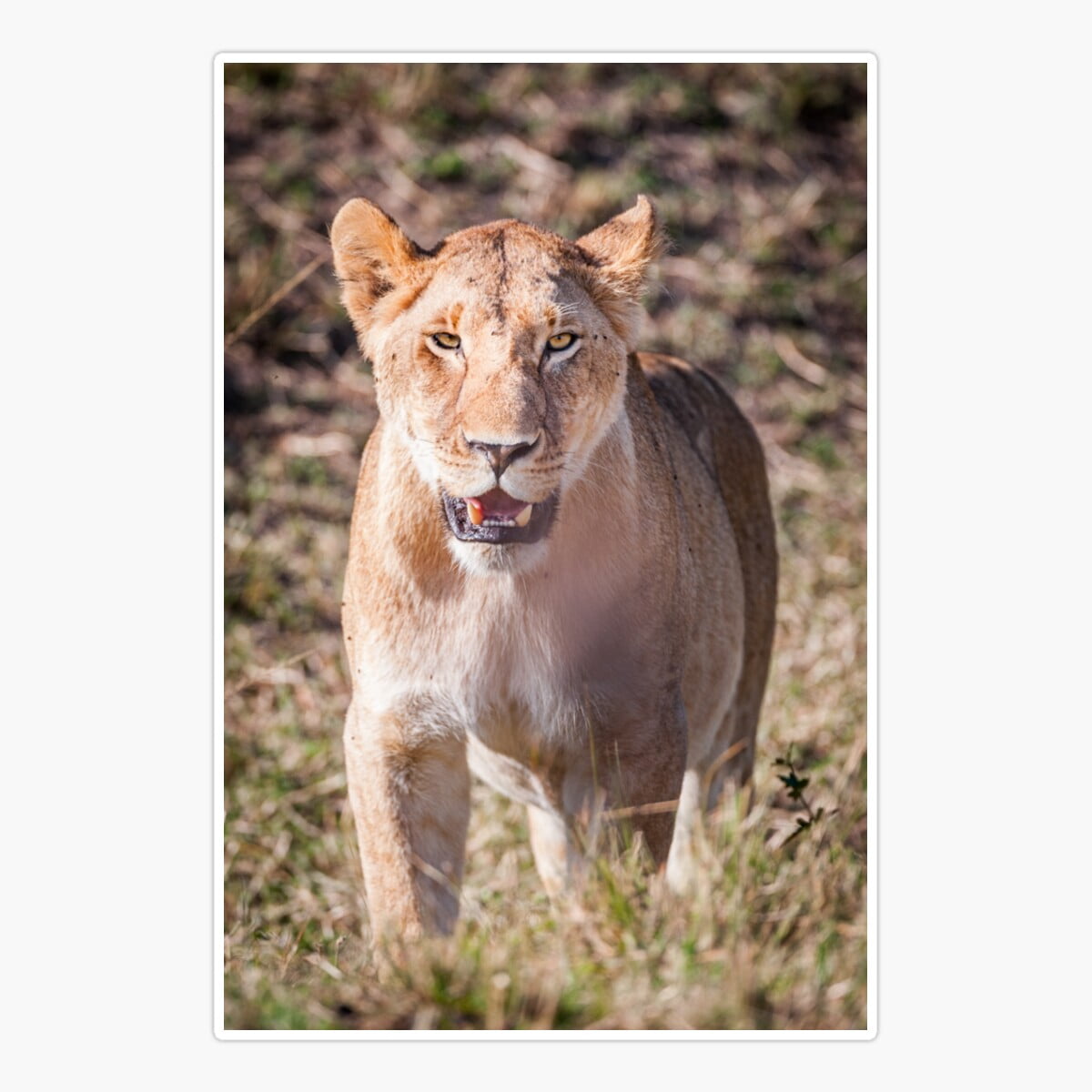 Maneki The Lioness, Queen Of Masai Mara. Sticker, Phone Decal Water ...