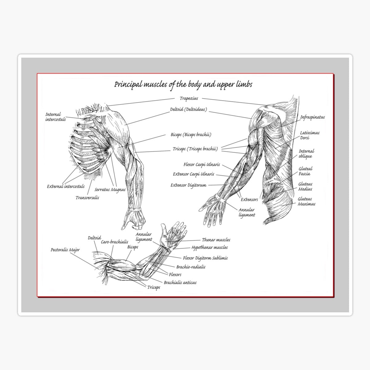 Maneki The Mor Muscles O The Human Upper Limbs. Er, Phone Decal Water ...