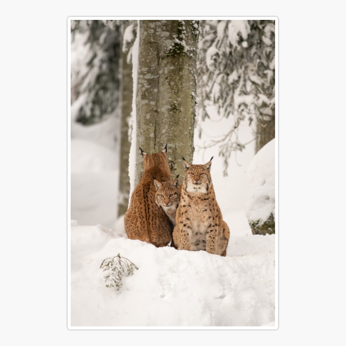 Maneki Three Lynx In The Deep Snow Sticker, Phone Decal Water Bottle ...