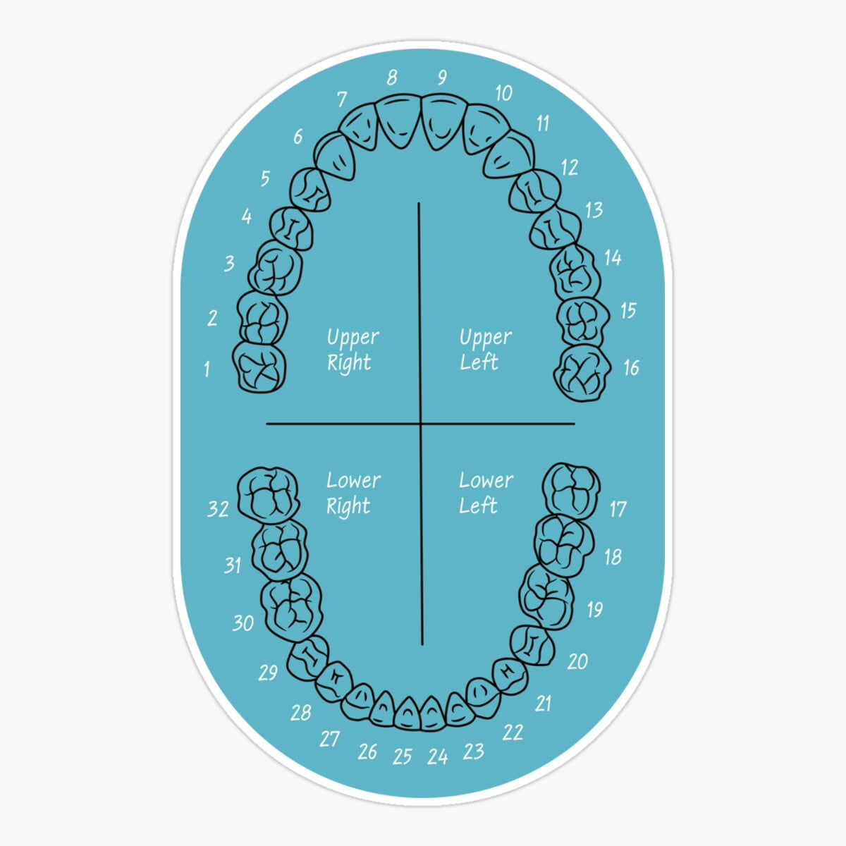 Maneki Tooth Numbering - Educational Dental Er, Phone Decal Water ...
