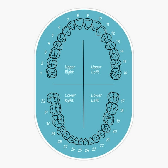 Maneki Tooth Numbering - Educational Dental Er, Phone Decal Water ...