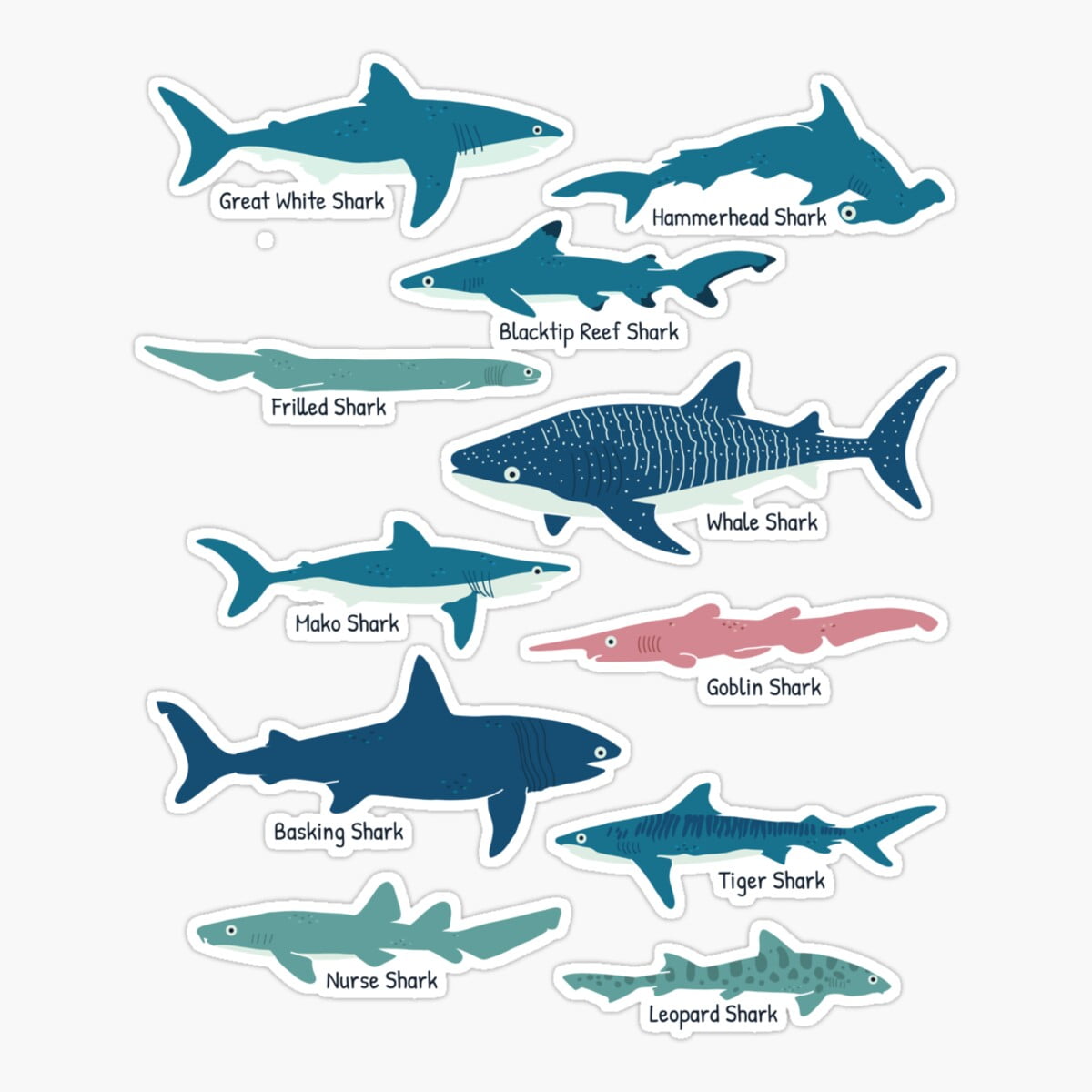 Maneki Types Of Sharks Educational Collection Marine Biology Gifts Er ...