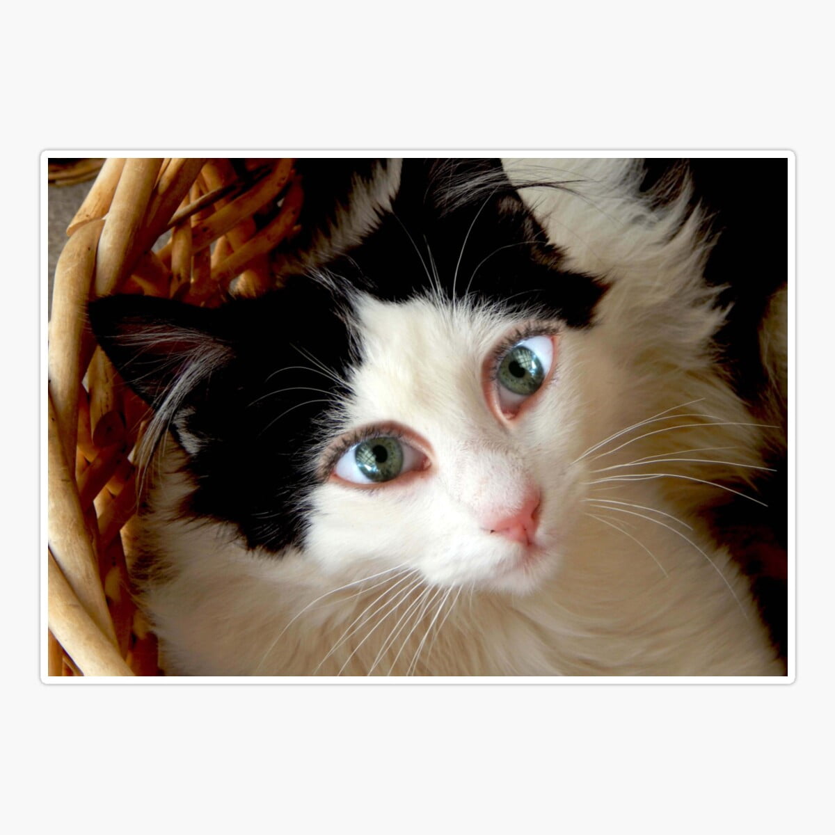 Maneki Unny Cat Eyes Sticker, Phone Decal Water Bottle Stickers Car ...