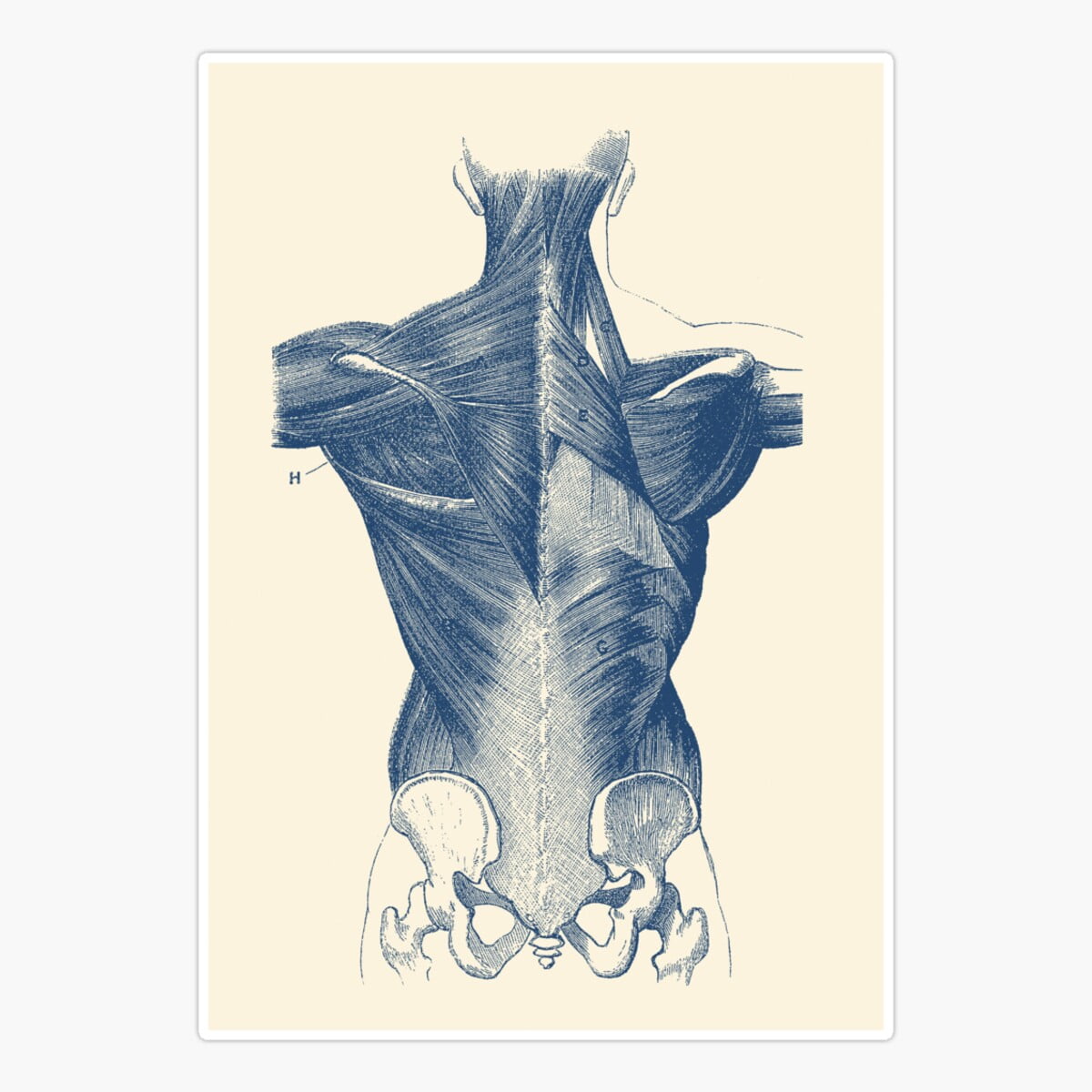 Maneki Upper Body Muscular System - Backside Er, Phone Decal Water ...