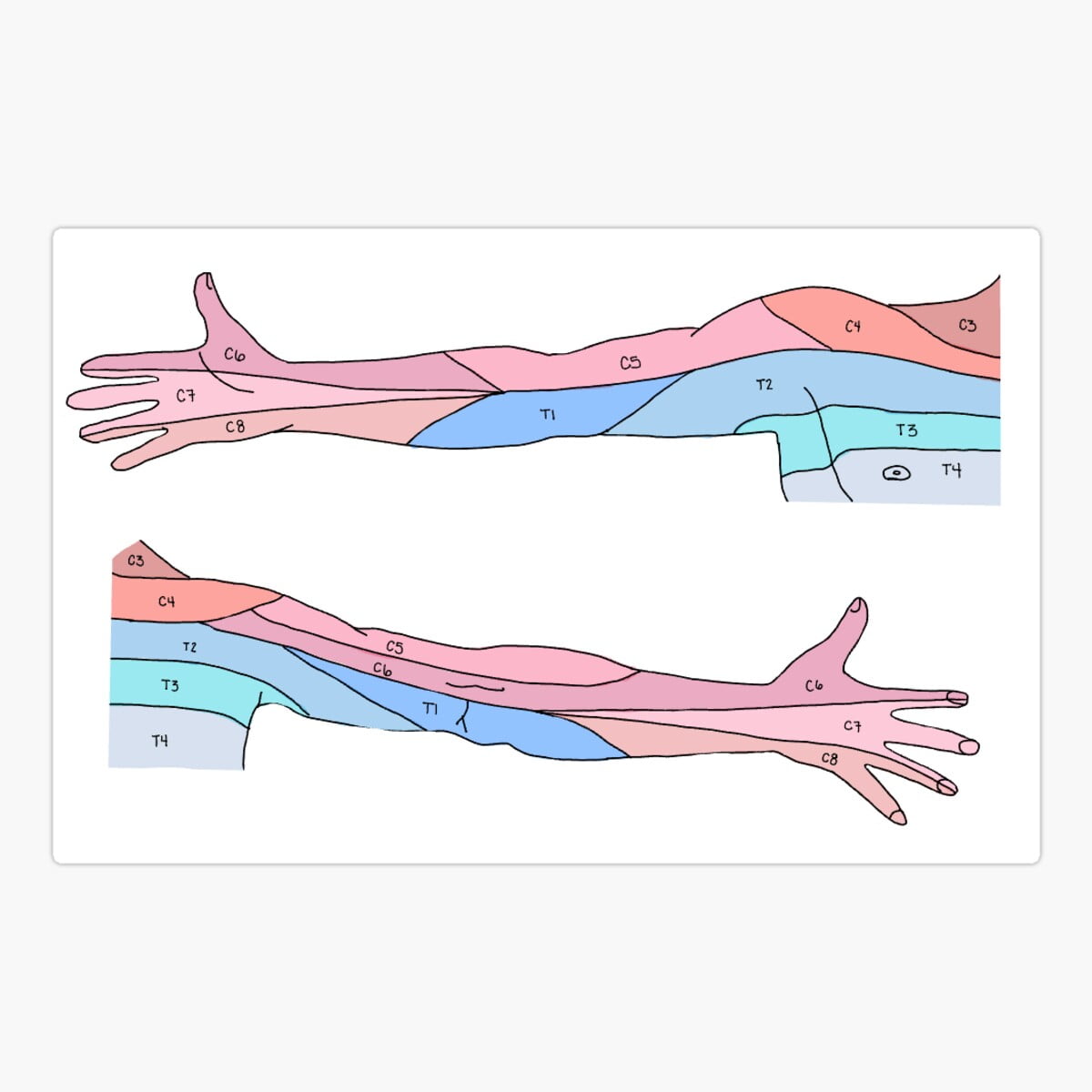 Maneki Upper Extremity Dermatomes Er, Phone Decal Water Bottle Stickers ...