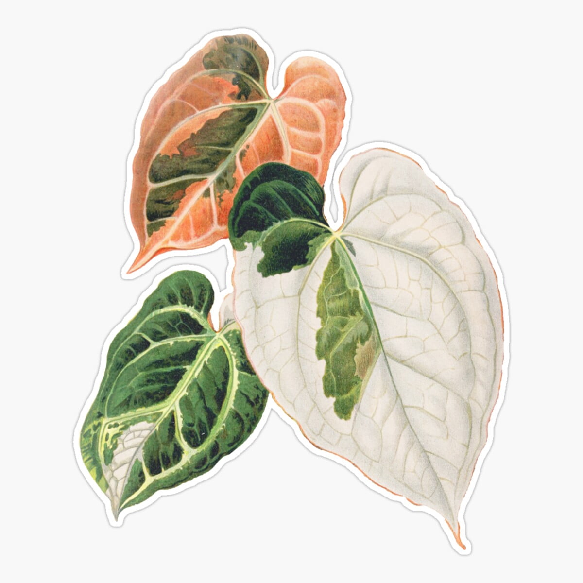Maneki Variegated Anthurium Crystallinum - Botanical Illustration ...