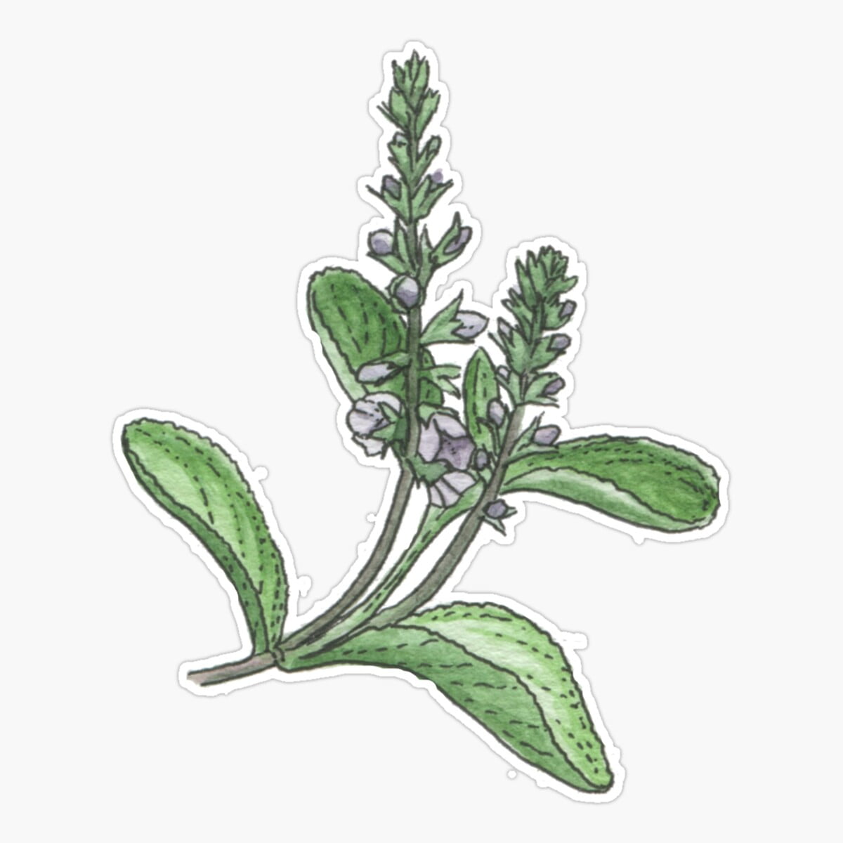 Maneki Veronica Botanical Drawing Sticker, Phone Decal Water Bottle ...