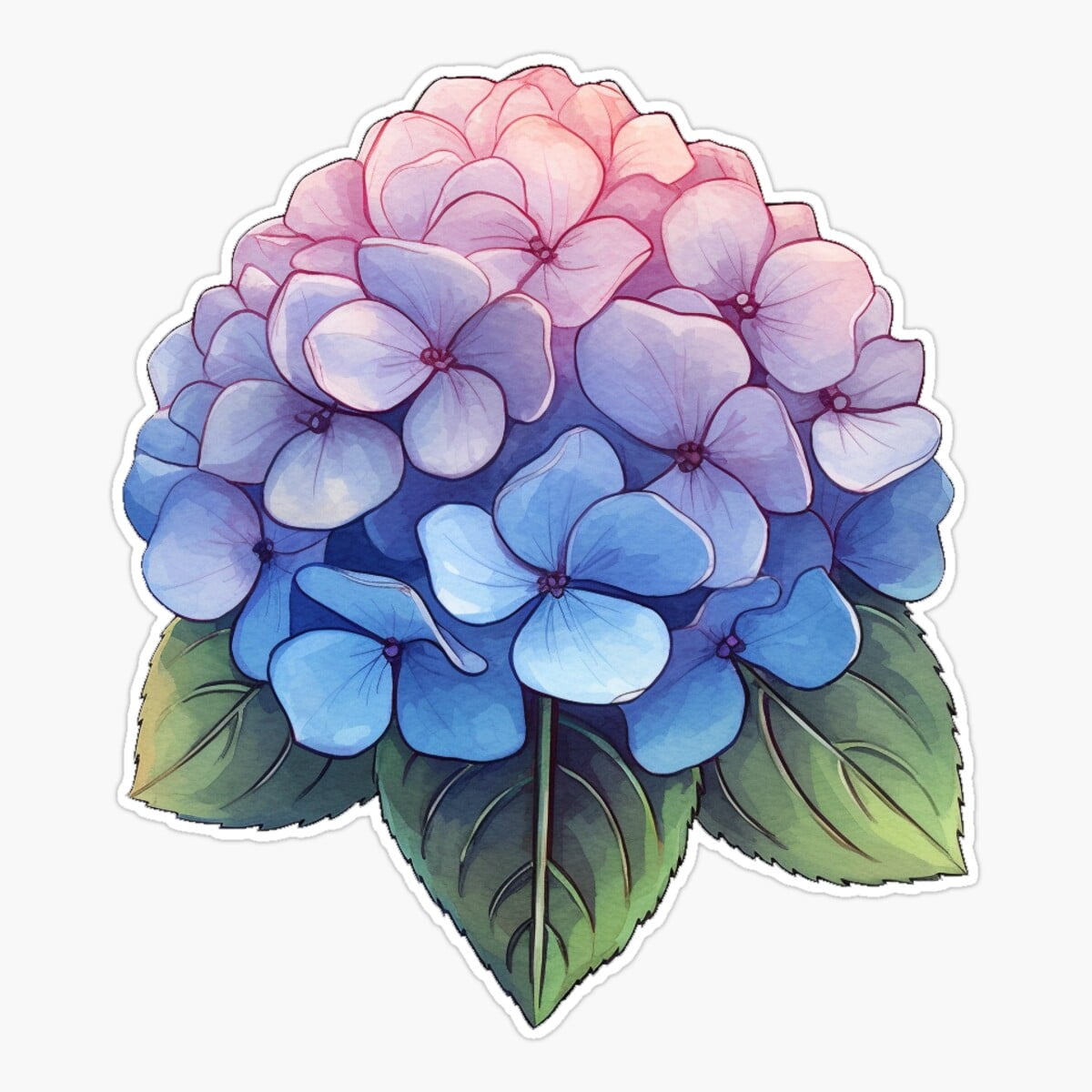 Maneki Vibrant Blue Pink Hydrangea Watercolor Illustration For ...