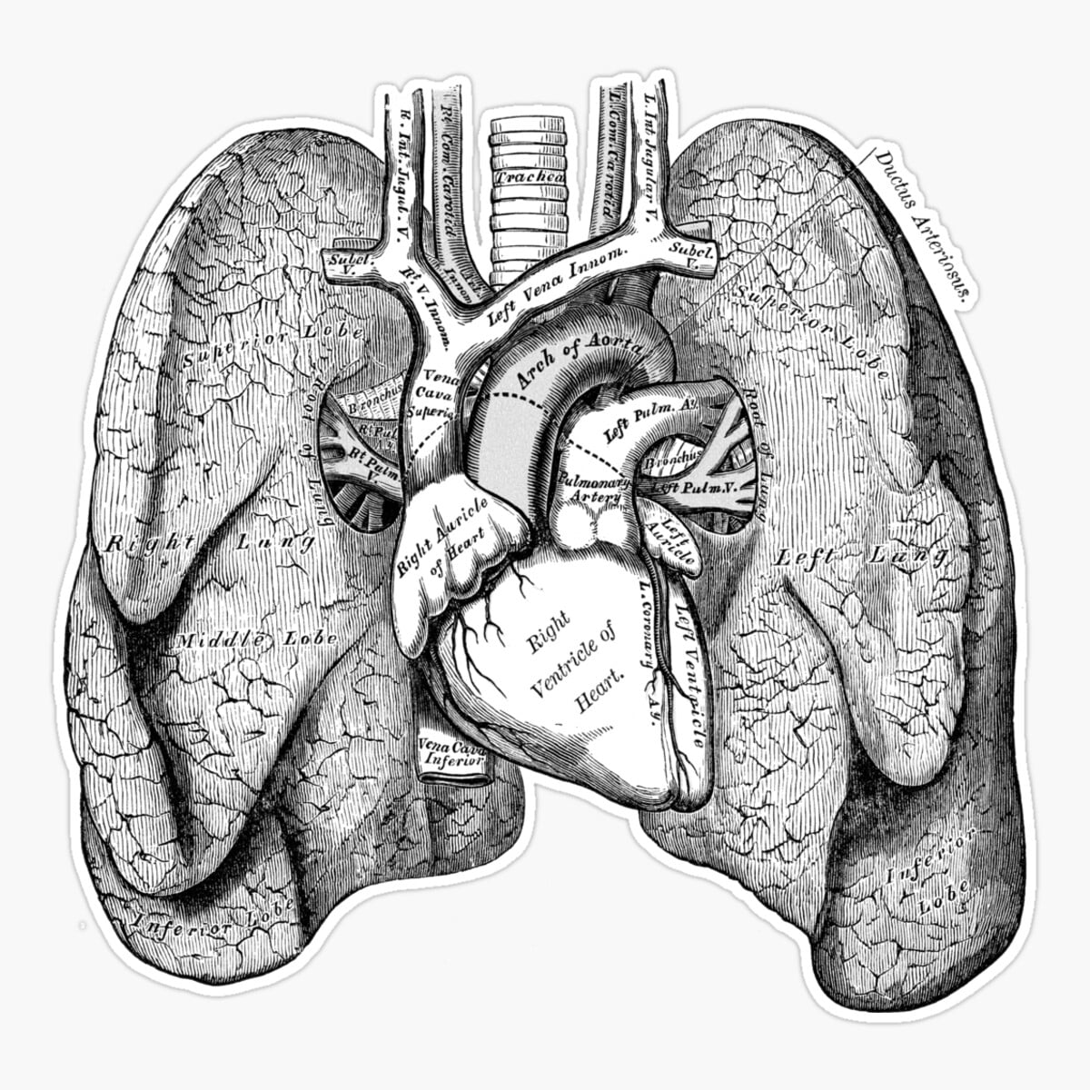 Maneki Vintage Anatomy Human Lungs Er, Phone Decal Water Bottle ...