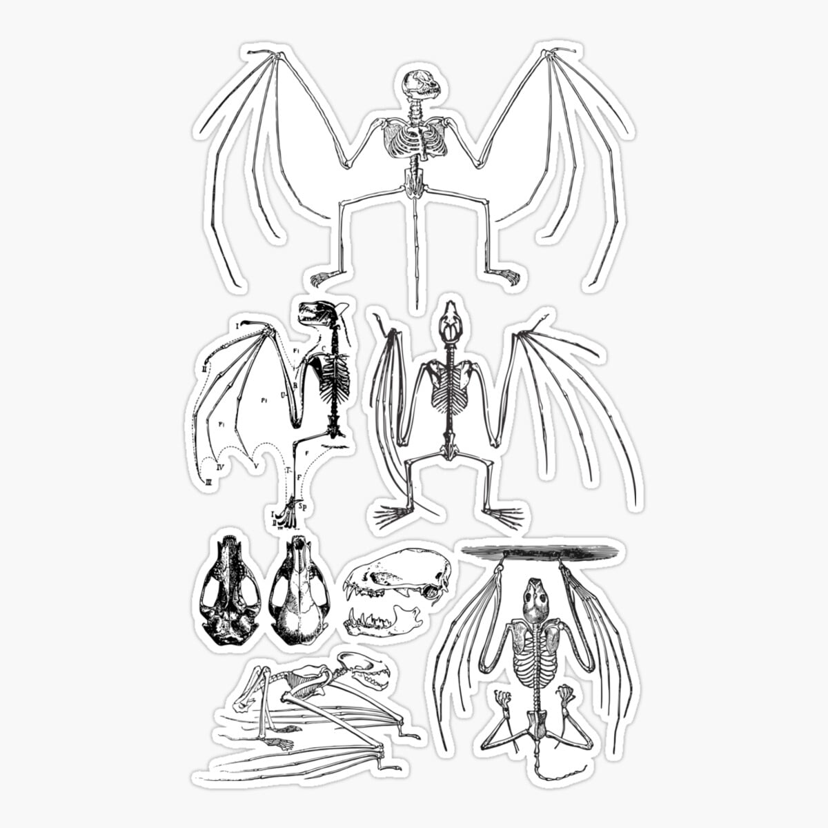 Maneki Vintage Bat Er, Phone Decal Water Bottle Stickers Car Decals ...