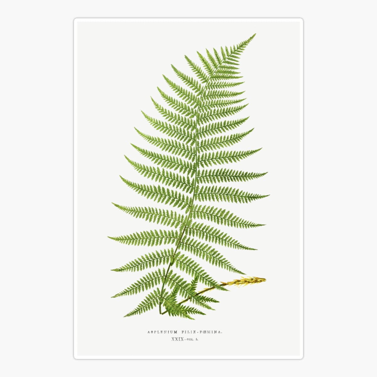 Maneki Vintage Botanical Fern Illustration No. 3 Sticker, Phone Decal ...