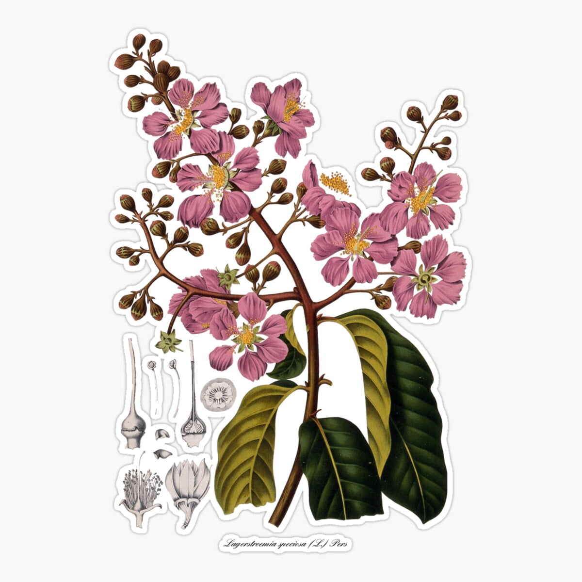 Maneki Vintage Botanical Flower Buds Illustration - Banaba Pride Of ...
