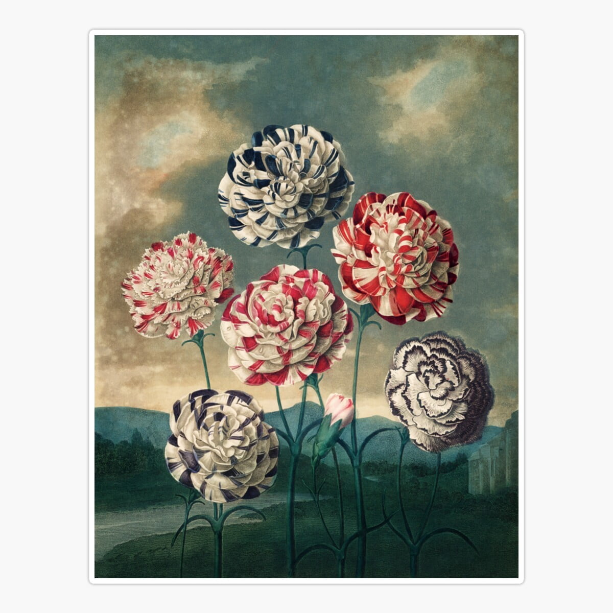 Maneki Vintage Botanical Painting A Group Of Carnations By Robert John ...