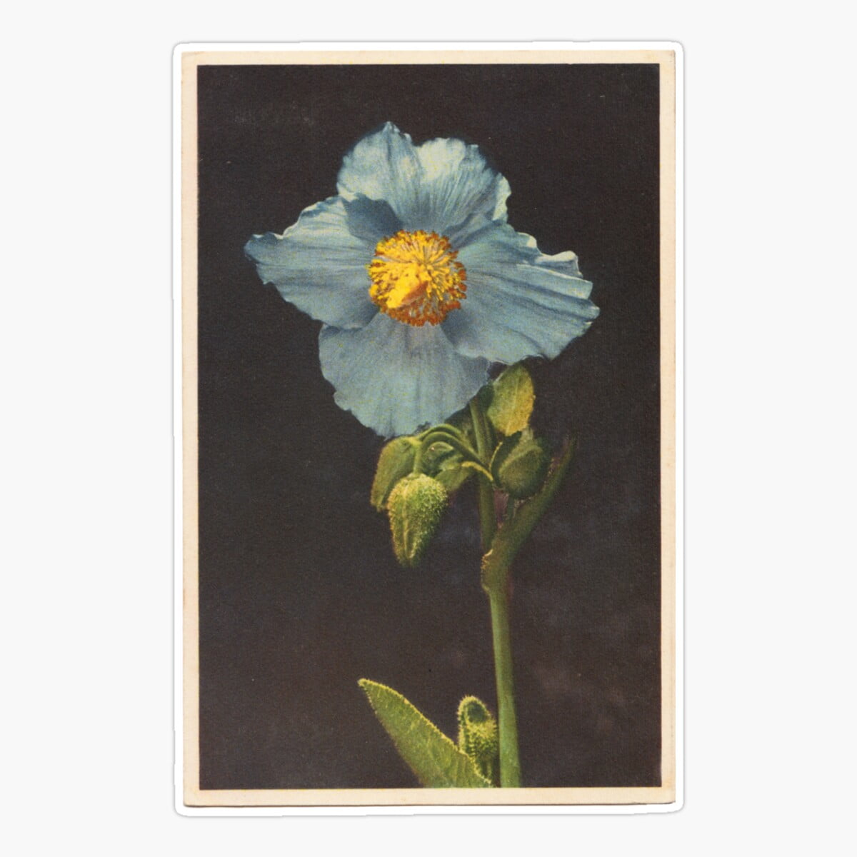 Maneki Vintage Botanical Postcards: Meconopsis Baileyi (Himalayan Blue ...