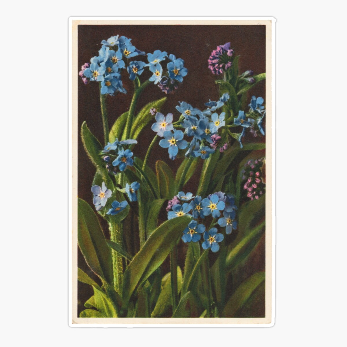 Maneki Vintage Botanical Postcards: Myosotis Alpestris (Alpine Forget ...