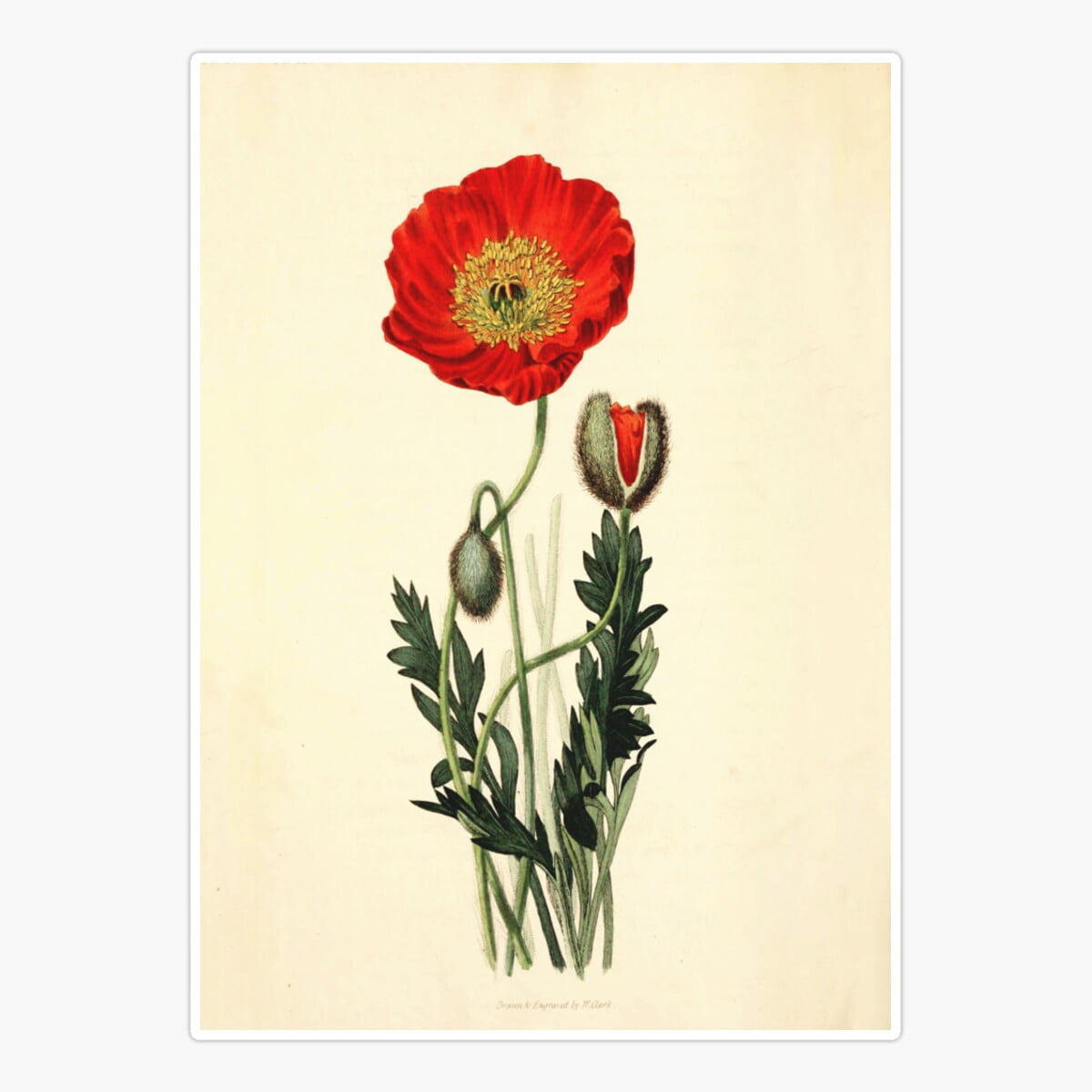 Maneki Vintage Botanical - Scarlet Naked-Stalked Poppy Sticker, Phone ...