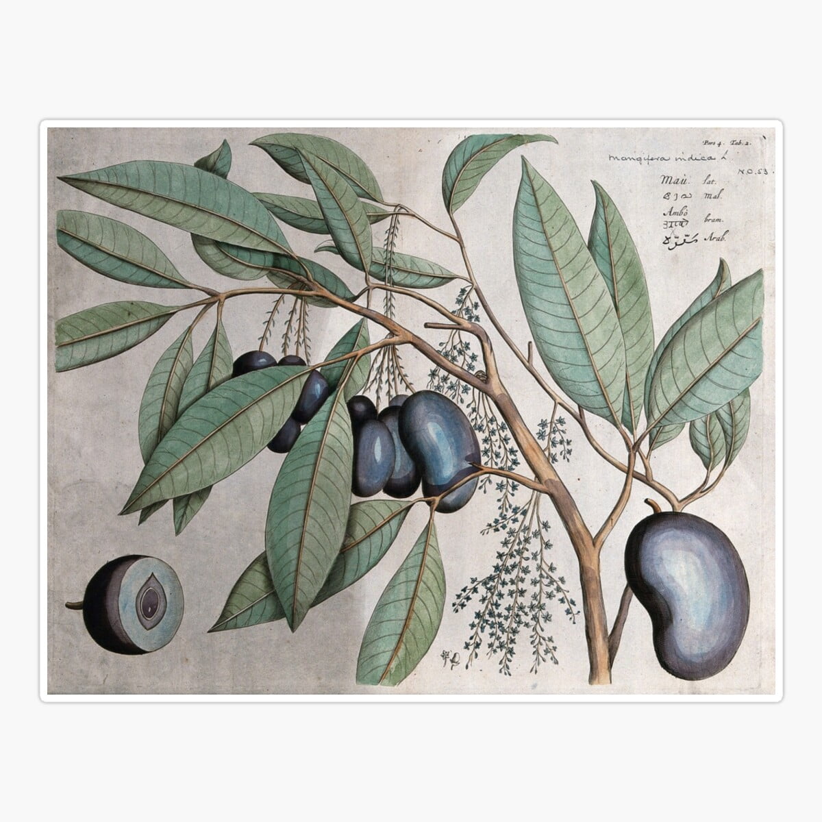 Maneki Vintage Botany Illustration Sticker, Phone Decal Water Bottle ...