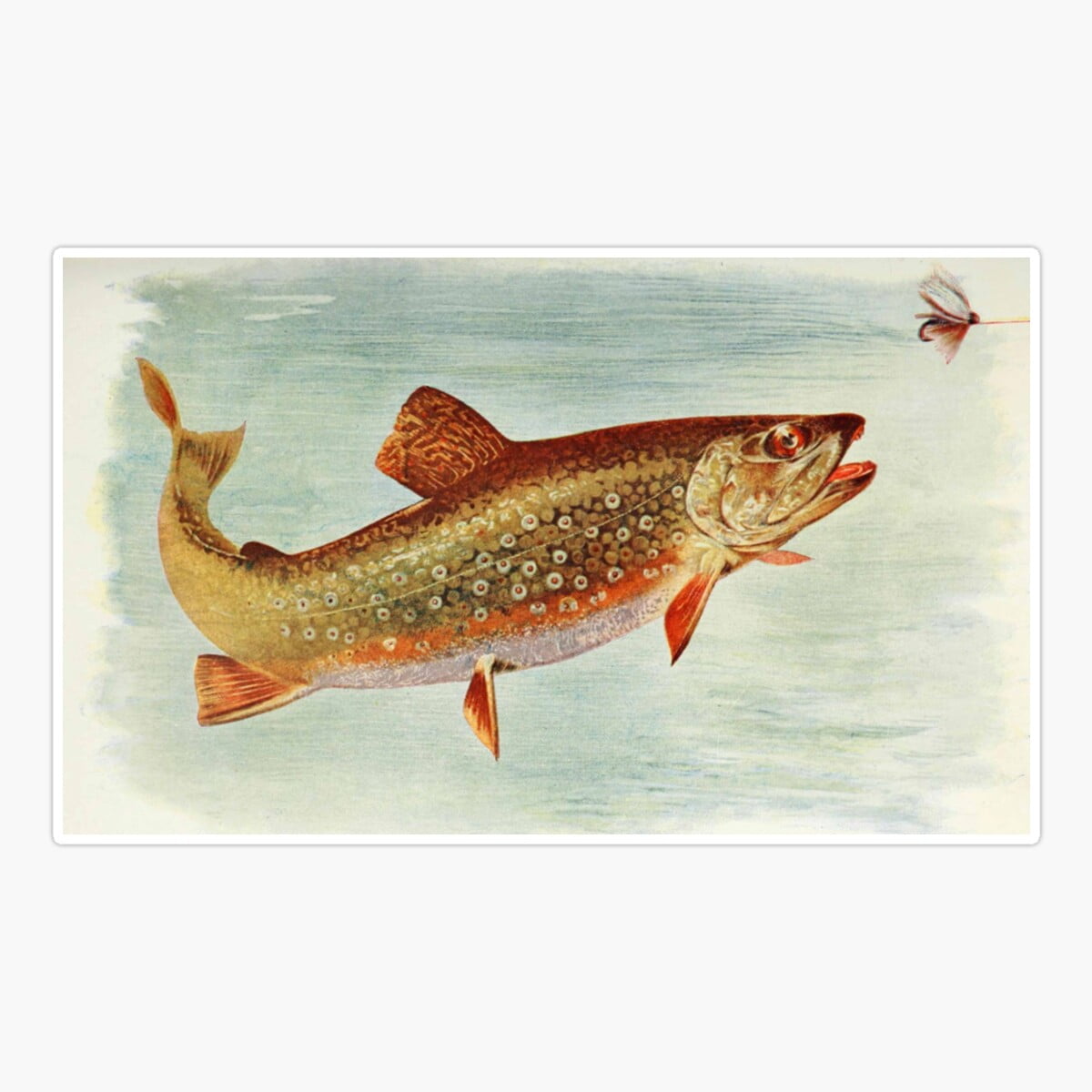Maneki Vintage Brook Trout Illustration (1914) Sticker, Phone Decal ...