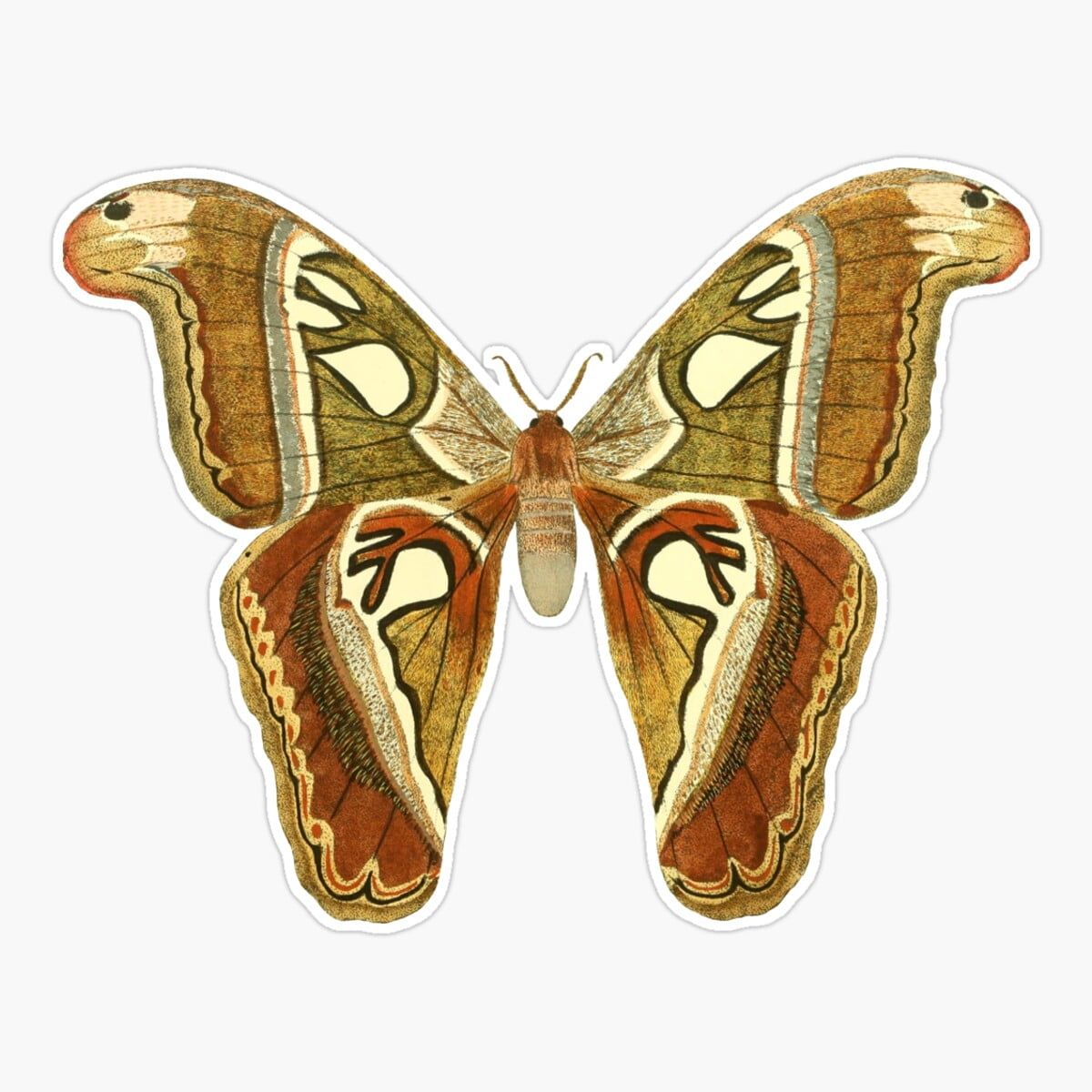 Maneki Vintage Butterfly/Moth Sticker, Phone Decal Water Bottle ...