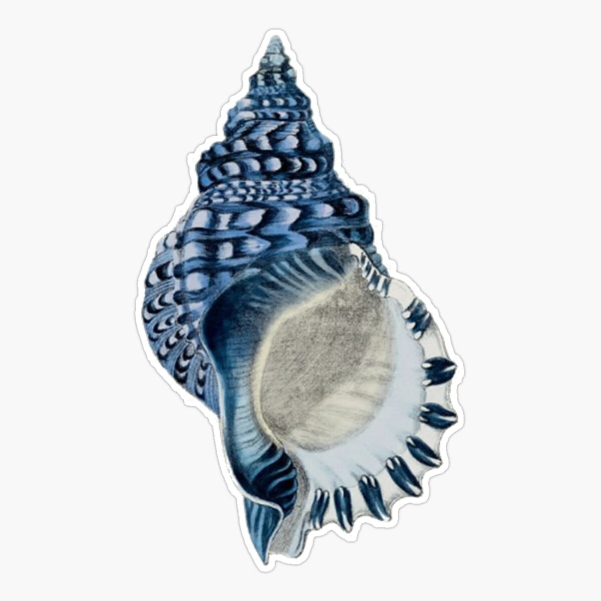 Maneki Vintage Conch Shell Illustration In Indigo Blue Sticker, Phone ...