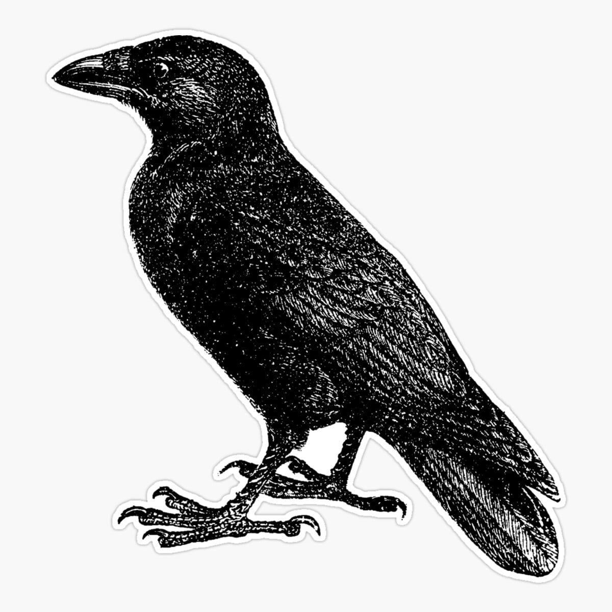 Maneki Vintage Crow Sticker, Phone Decal Water Bottle Stickers Car ...