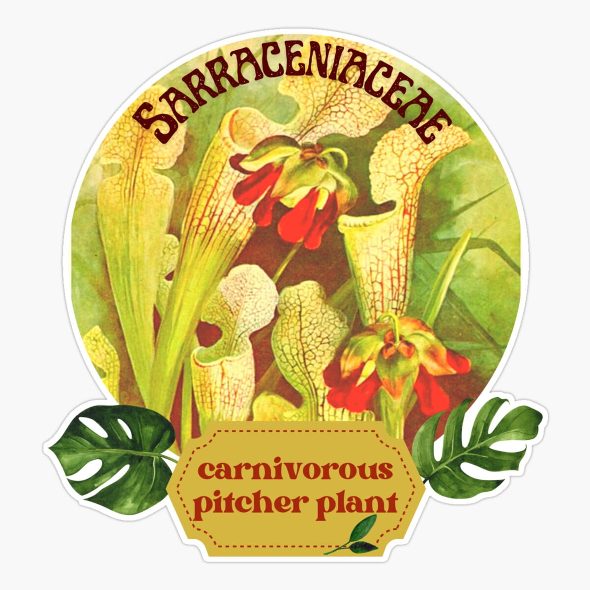 Maneki Vintage Flowering Carnivorous Pitcher Plant Sticker, Phone Decal ...