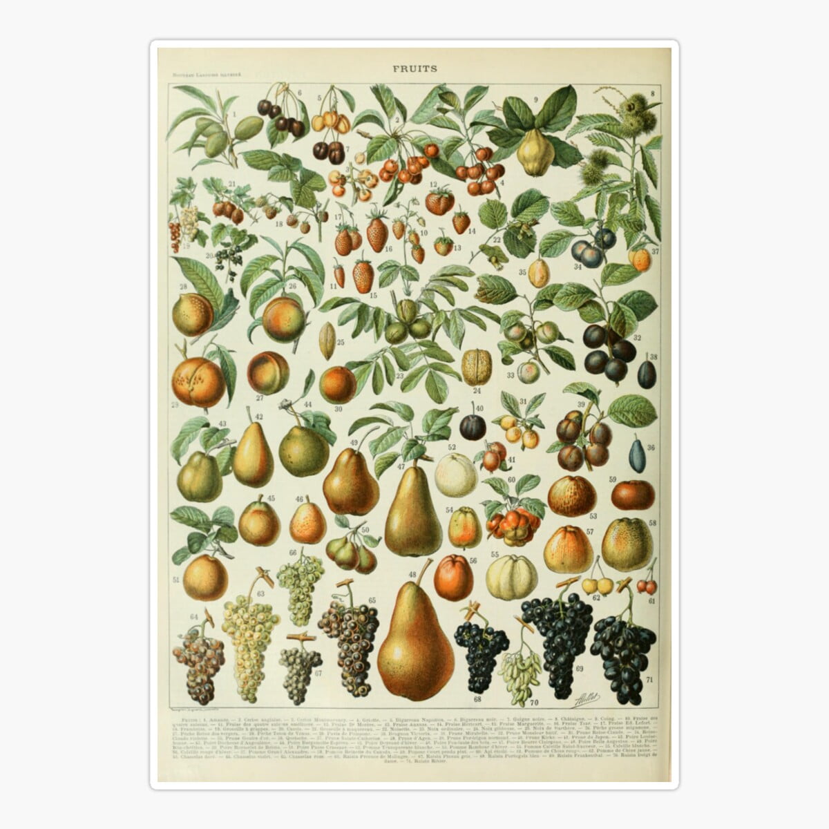 Maneki Vintage French Fruits Poster Sticker, Phone Decal Water Bottle ...