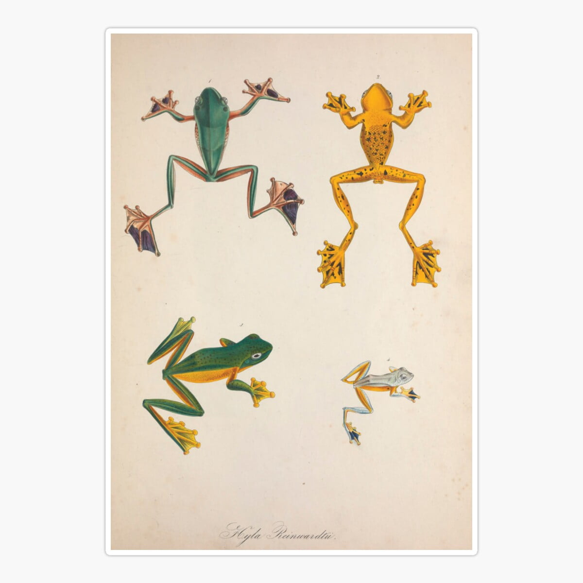 Maneki Vintage Frog Zoological Illustration Sticker, Phone Decal Water ...