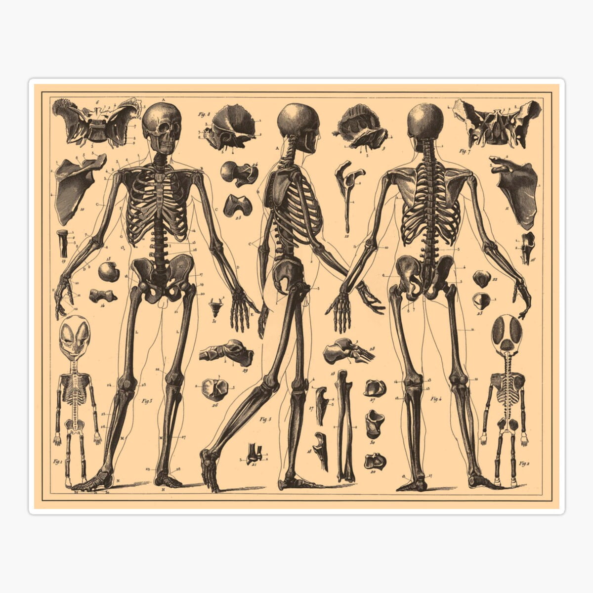 Maneki Vintage Human Skeleton Anatomy Diagram (1907) Er, Phone Decal ...