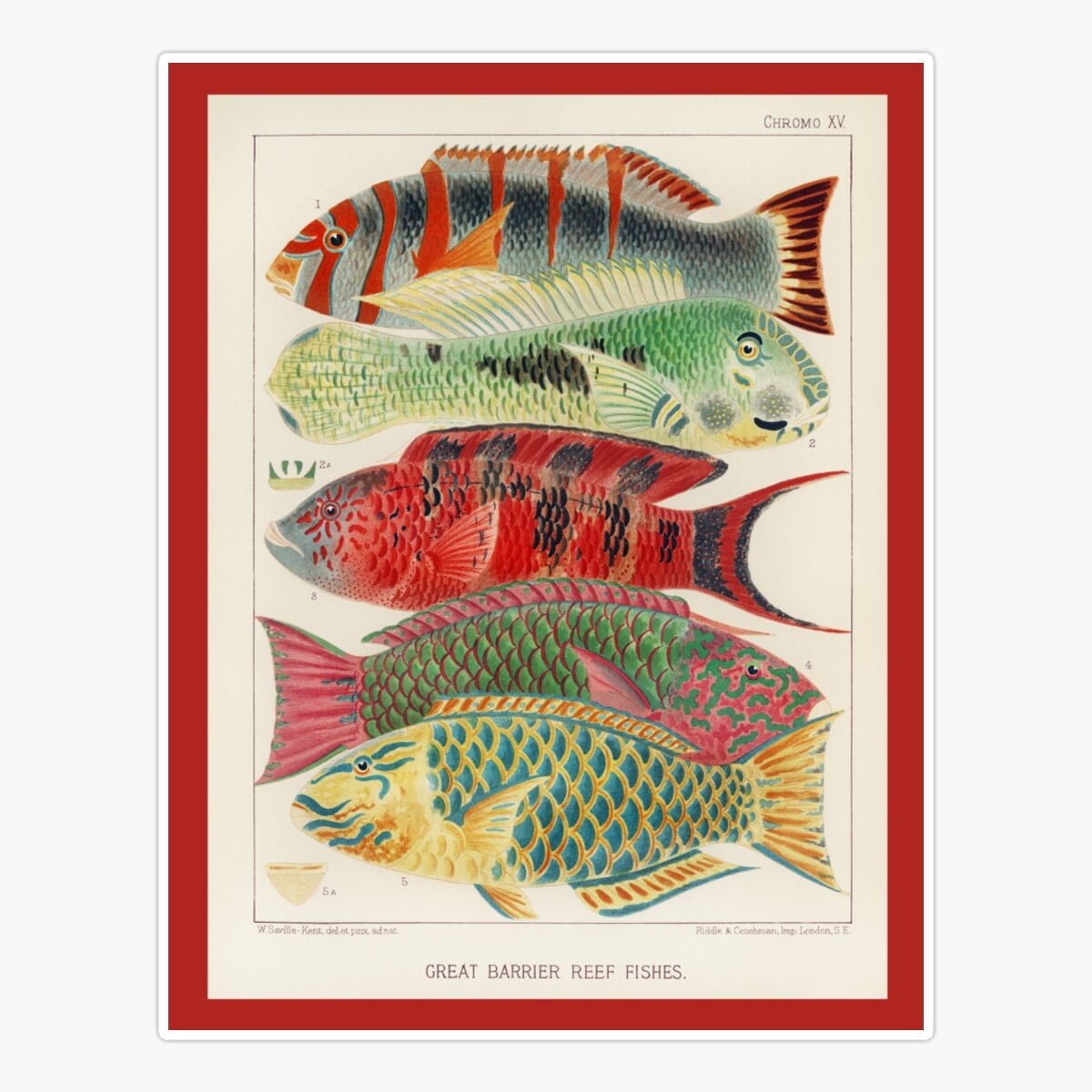 Maneki Vintage Ish Great Barrier Ree Er, Phone Decal Water Bottle ...