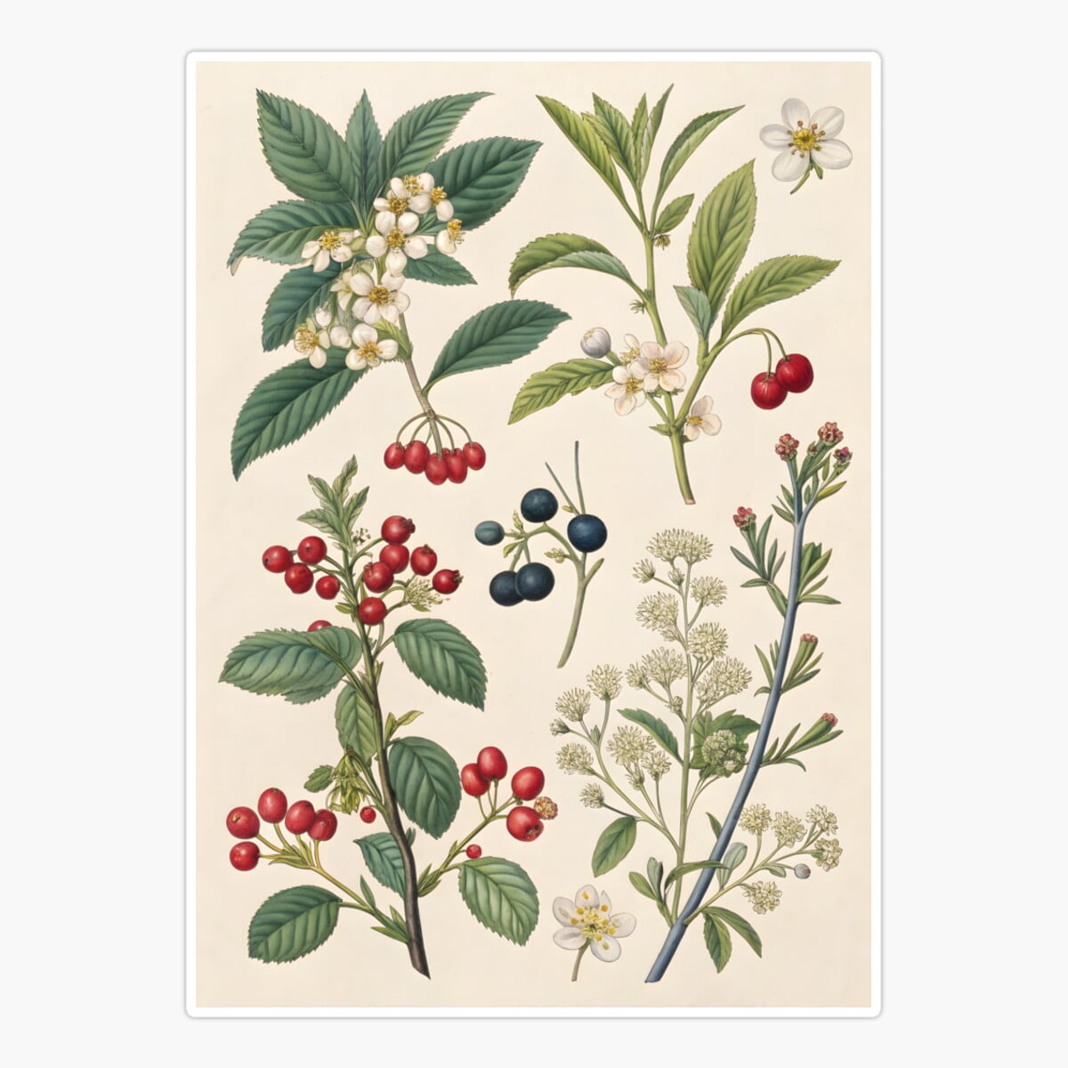 Maneki Vintage Lithography Poster With Flowers And Berries Sticker ...