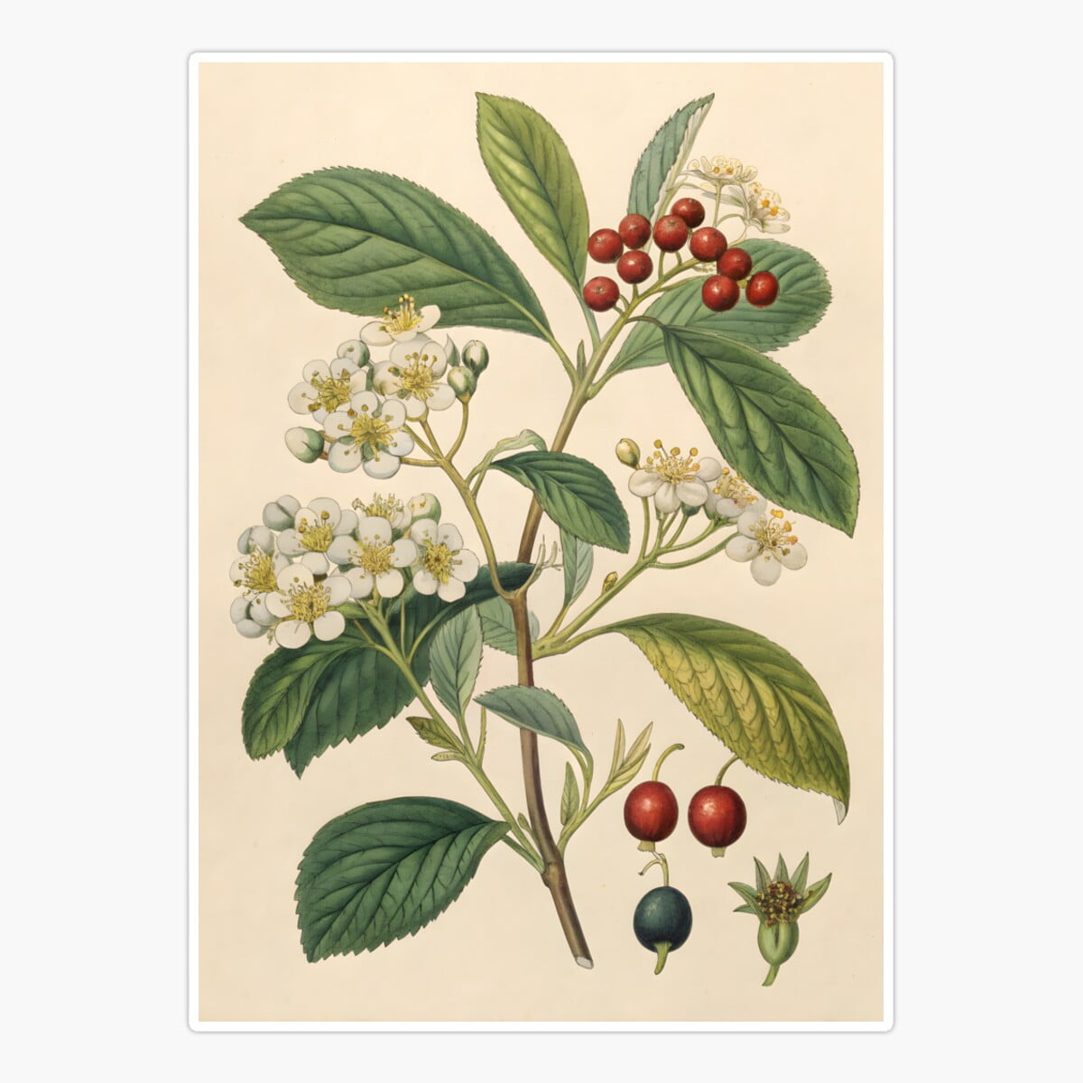 Maneki Vintage Lithography Poster With Flowers And Berries Sticker ...