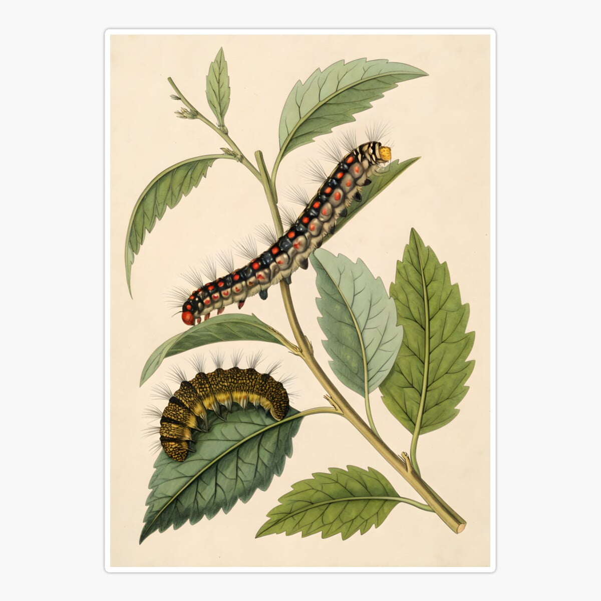 Maneki Vintage Lithography Poster With Flowers And Caterpillars Sticker ...