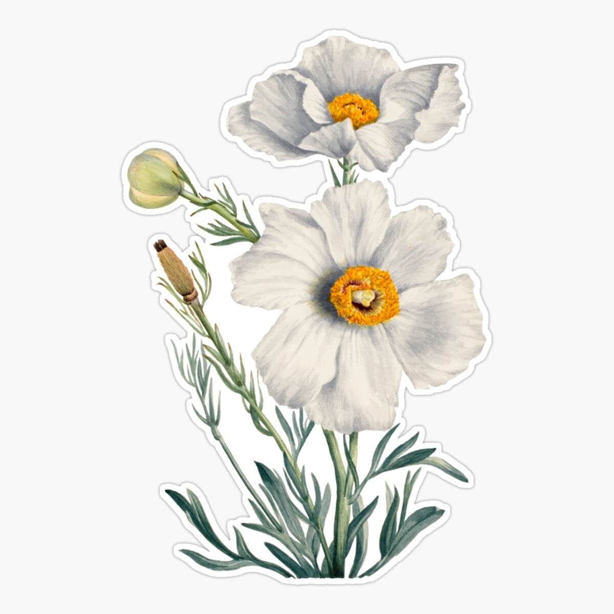 Maneki Vintage Matilija Poppy Flower Sticker, Phone Decal Water Bottle ...
