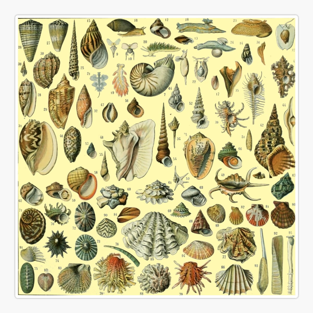 Maneki Vintage Mollusk Shell Seashell Art Sticker, Phone Decal Water ...