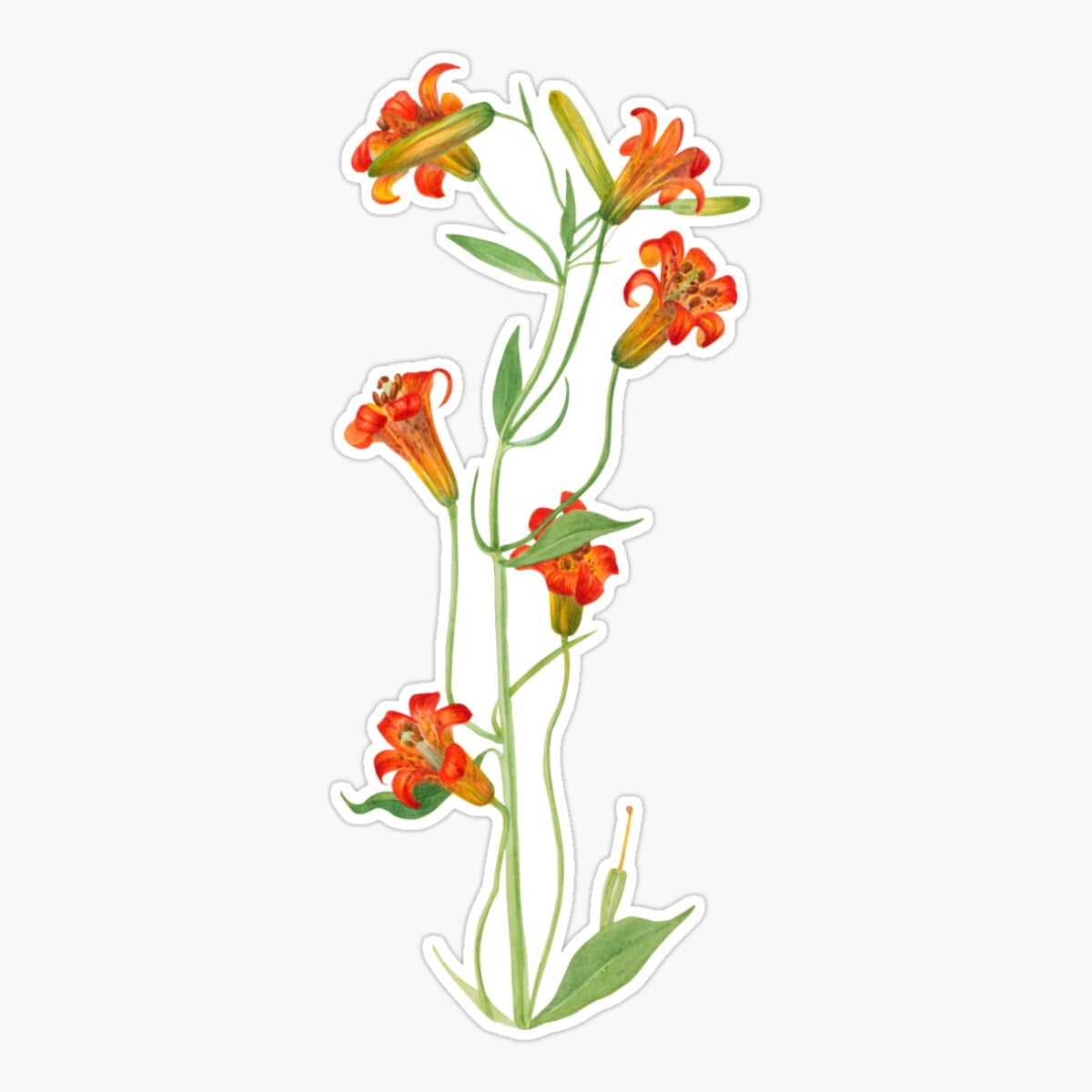 Maneki Vintage Orange Tiger Lily Botanical Flower Illustration Sticker ...