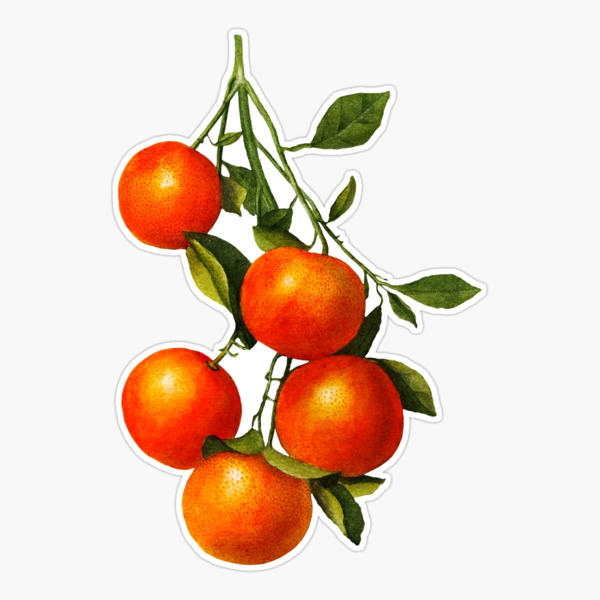 Maneki Vintage Oranges Botanical Illustration Sticker, Phone Decal ...