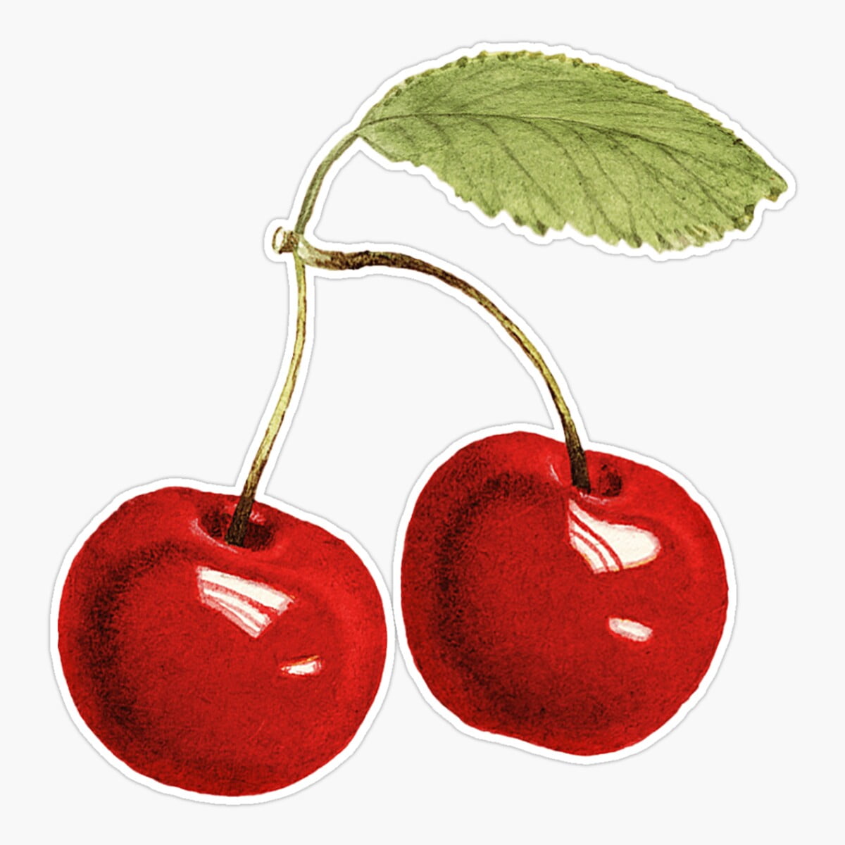 Maneki Vintage Postcard Cherries Er, Phone Decal Water Bottle Stickers ...