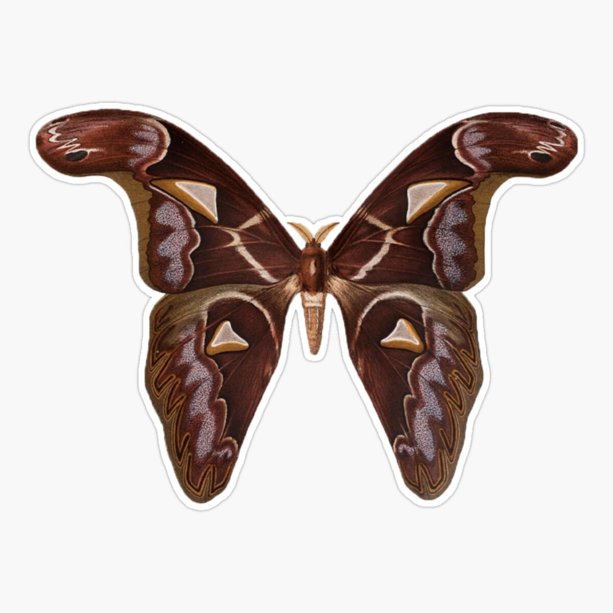 Maneki Vintage Scientific Illustration Of An Atlas Moth Sticker, Phone ...
