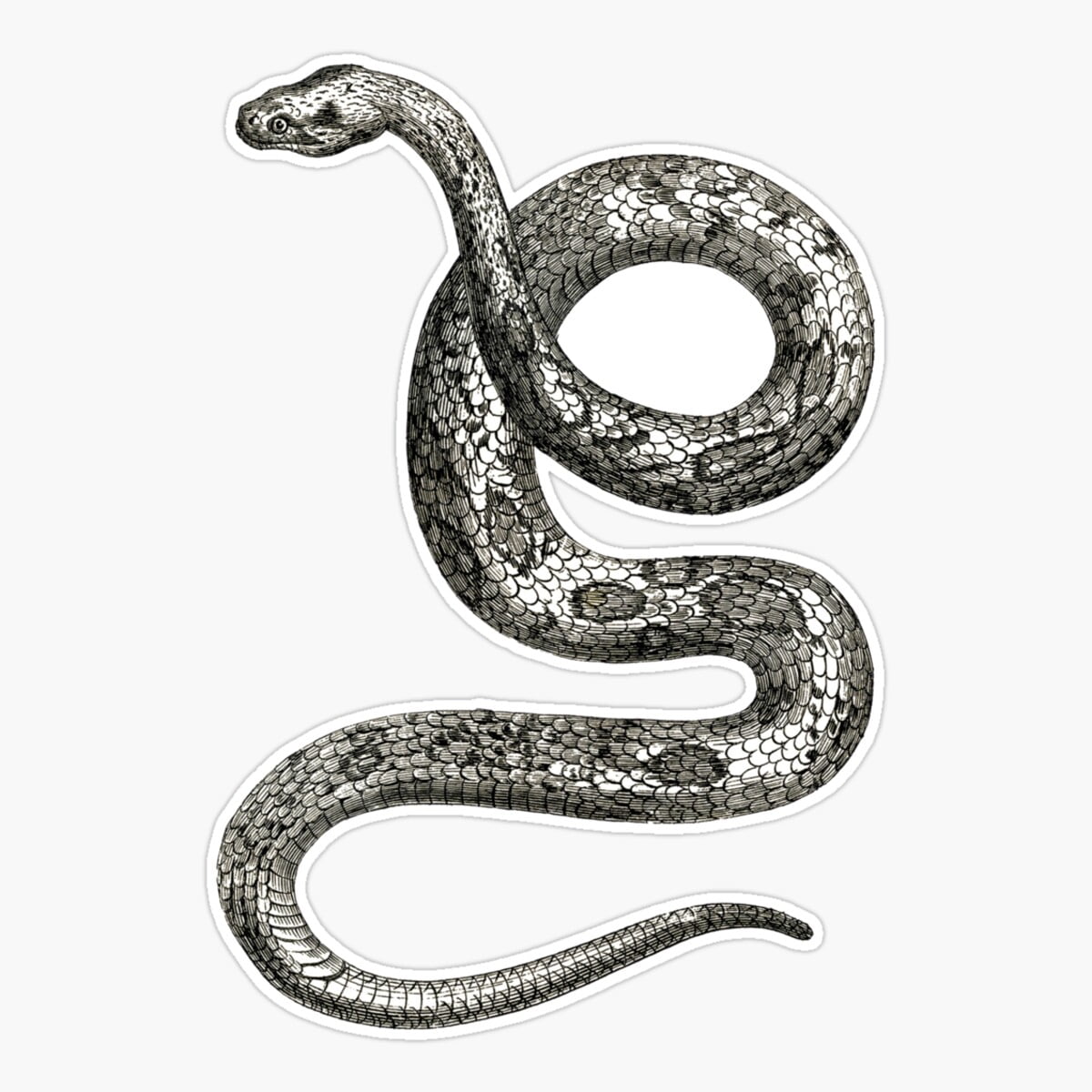 Maneki Vintage Snake Illustration Sticker, Phone Decal Water Bottle ...