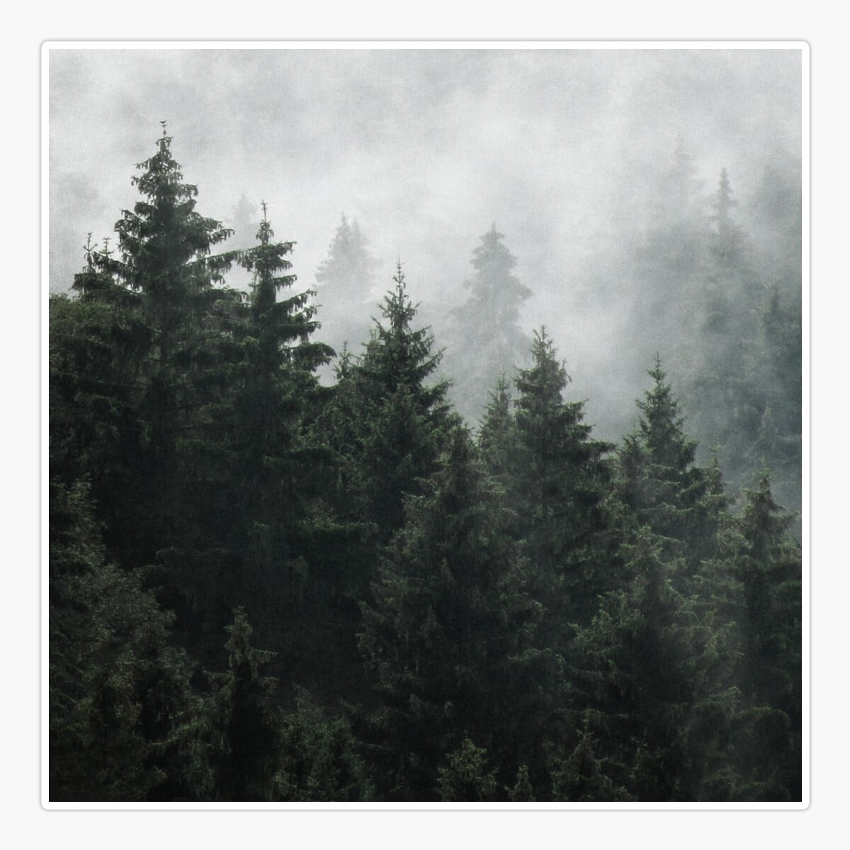 Maneki Waiting For // Misty Foggy Fairytale Forest With Cascadia Trees ...