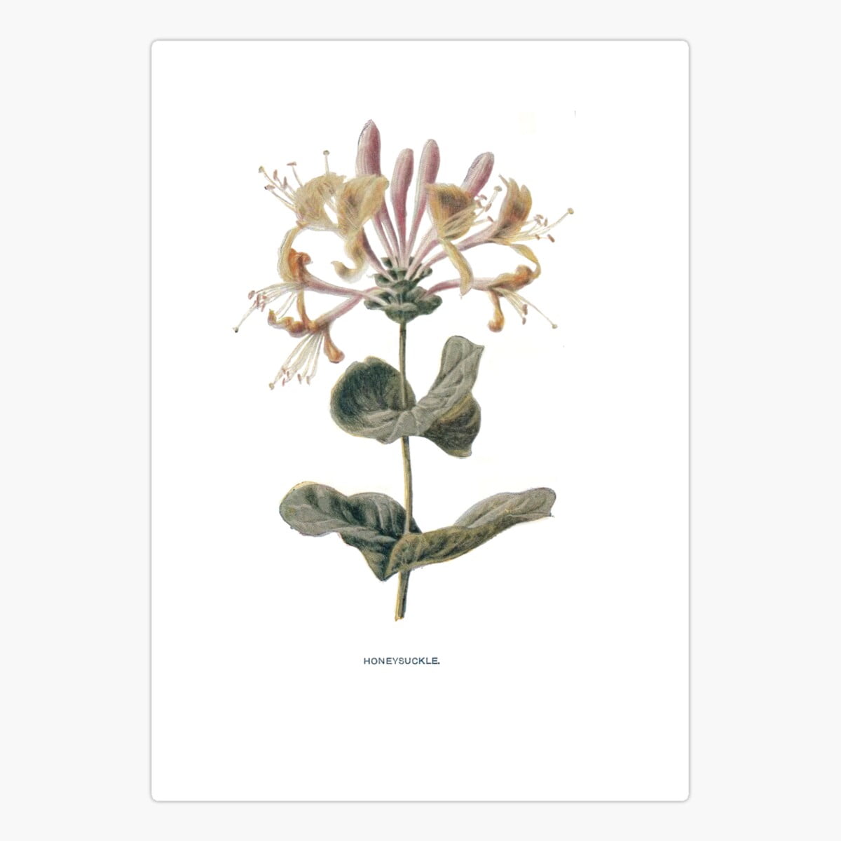 Maneki Wall Art Of Illustration Of Honeysuckle From 19 Century Sticker ...